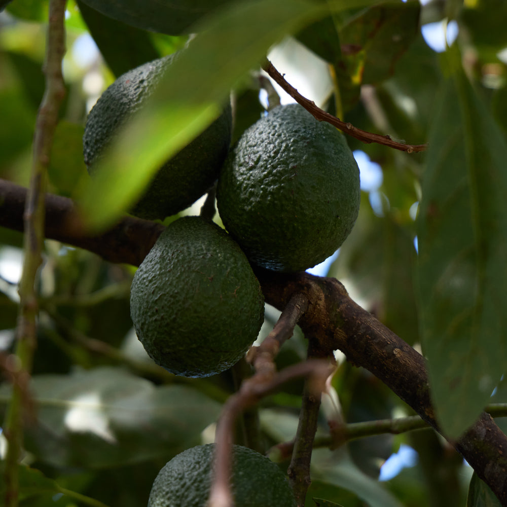Fallbrook Organic Avocados by Southland Farms – FALLBROOK Avocados