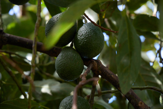 Fallbrook Organic Avocados by Southland Farms – FALLBROOK Avocados